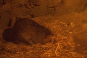 International Beaver Day