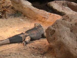 National Iguana Day